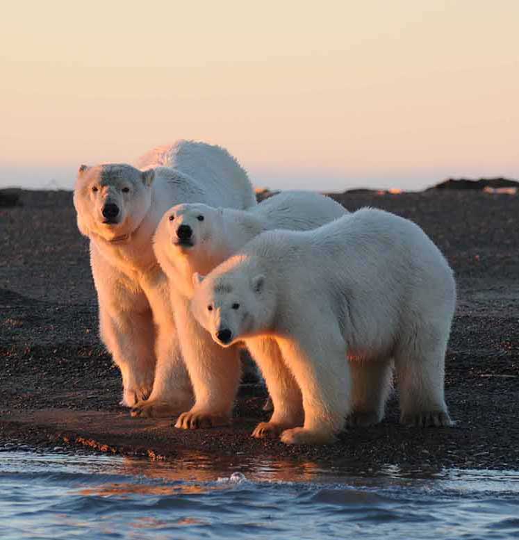 Bear Species in Alaska | Bears, Bears & More Bears | Puffin Inn Blog